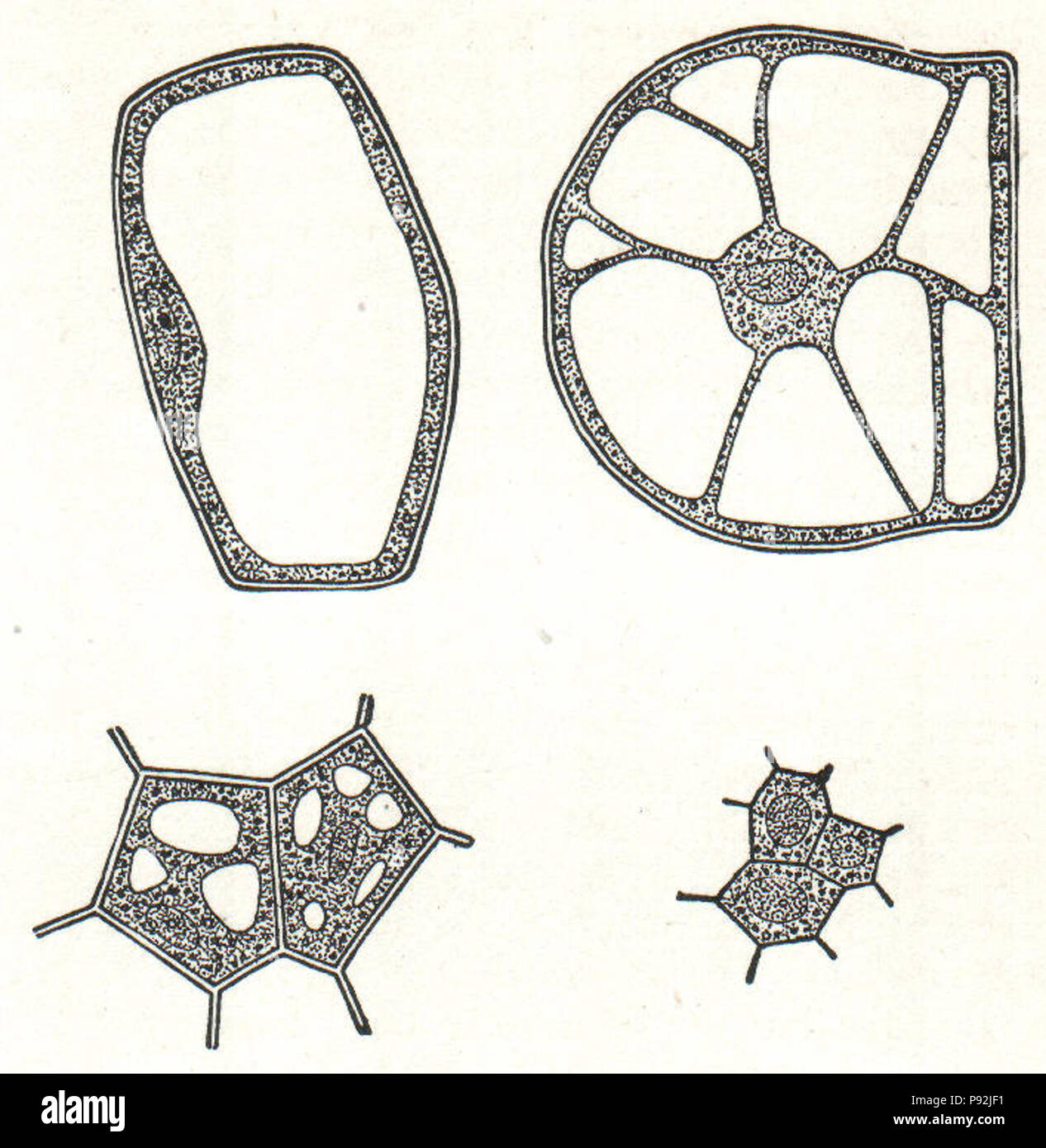 Plant growth stages plant development hi-res stock photography and ...