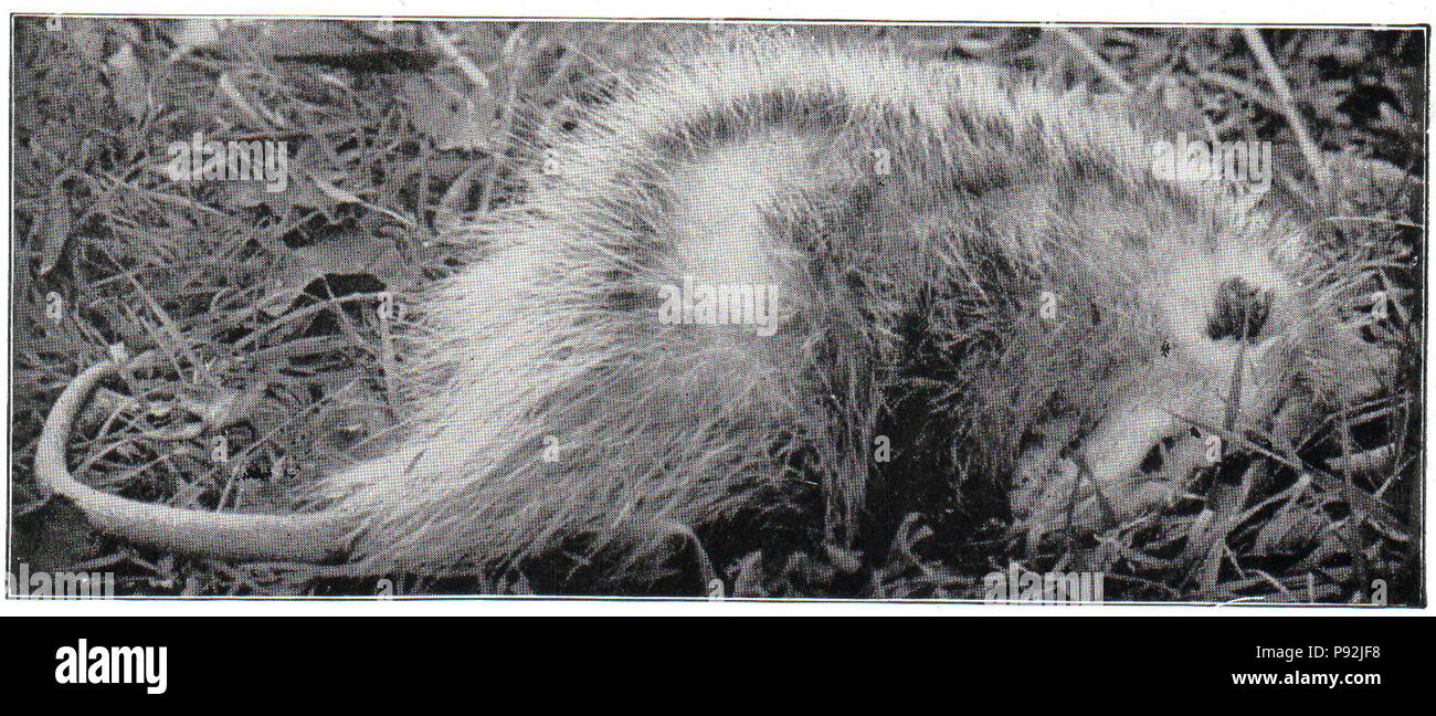 Playing possum hi-res stock photography and images - Alamy