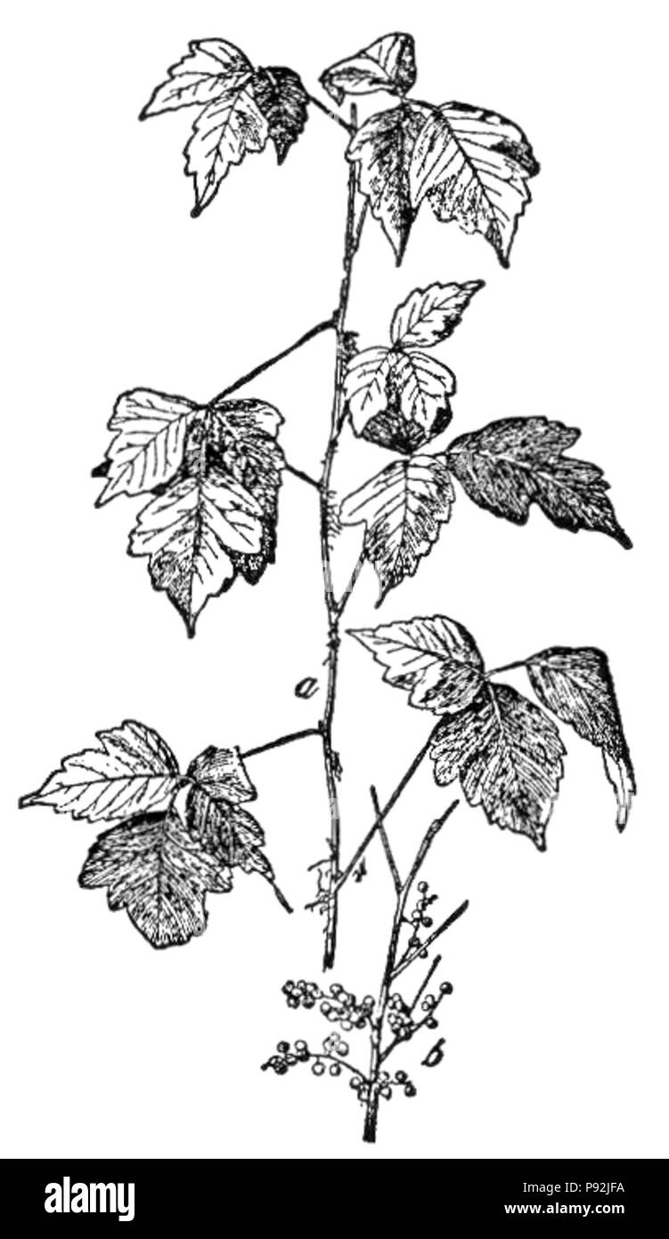Ivy poison Cut Out Stock Images & Pictures - Alamy