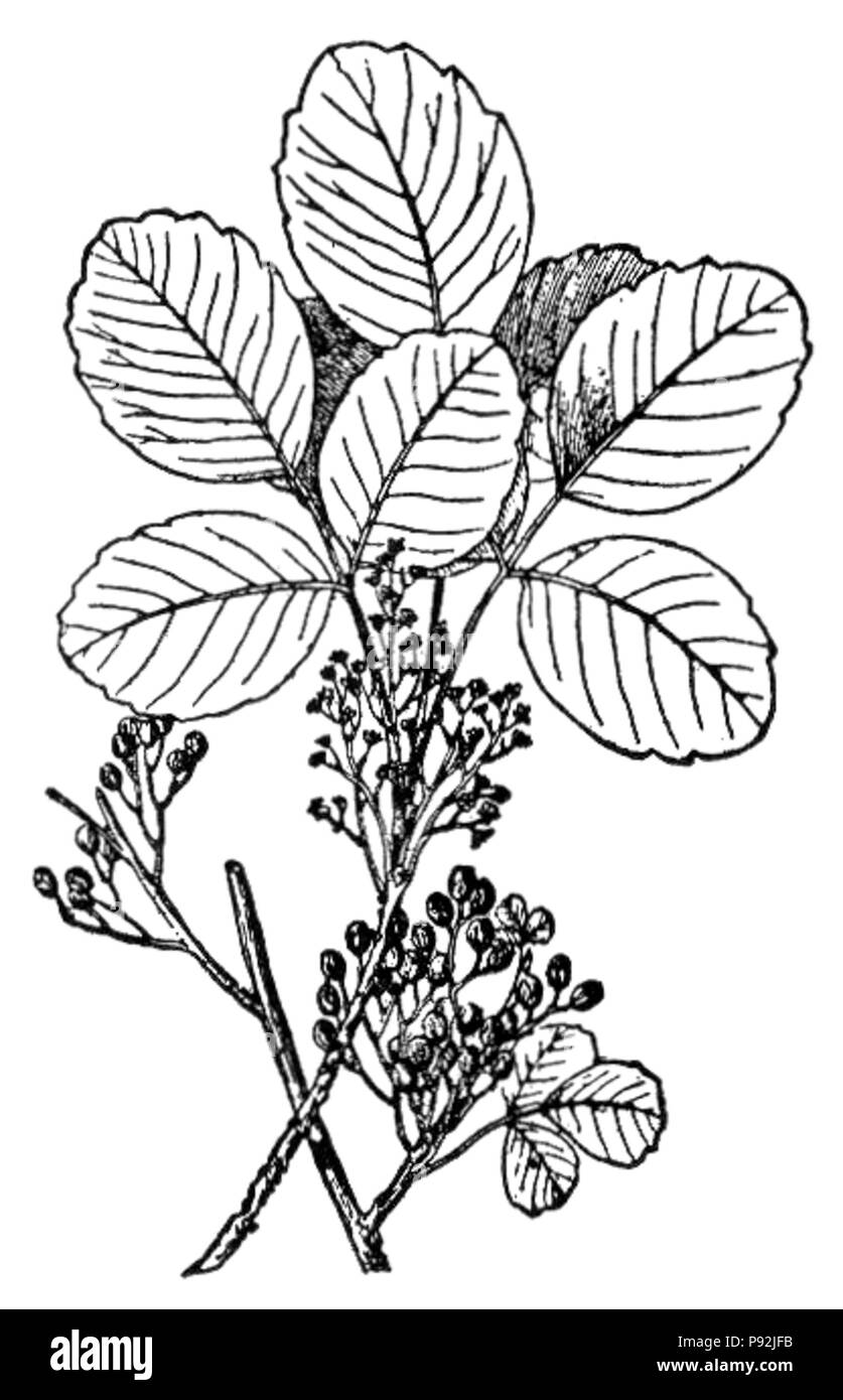 Poison oak identification hi-res stock photography and images - Alamy