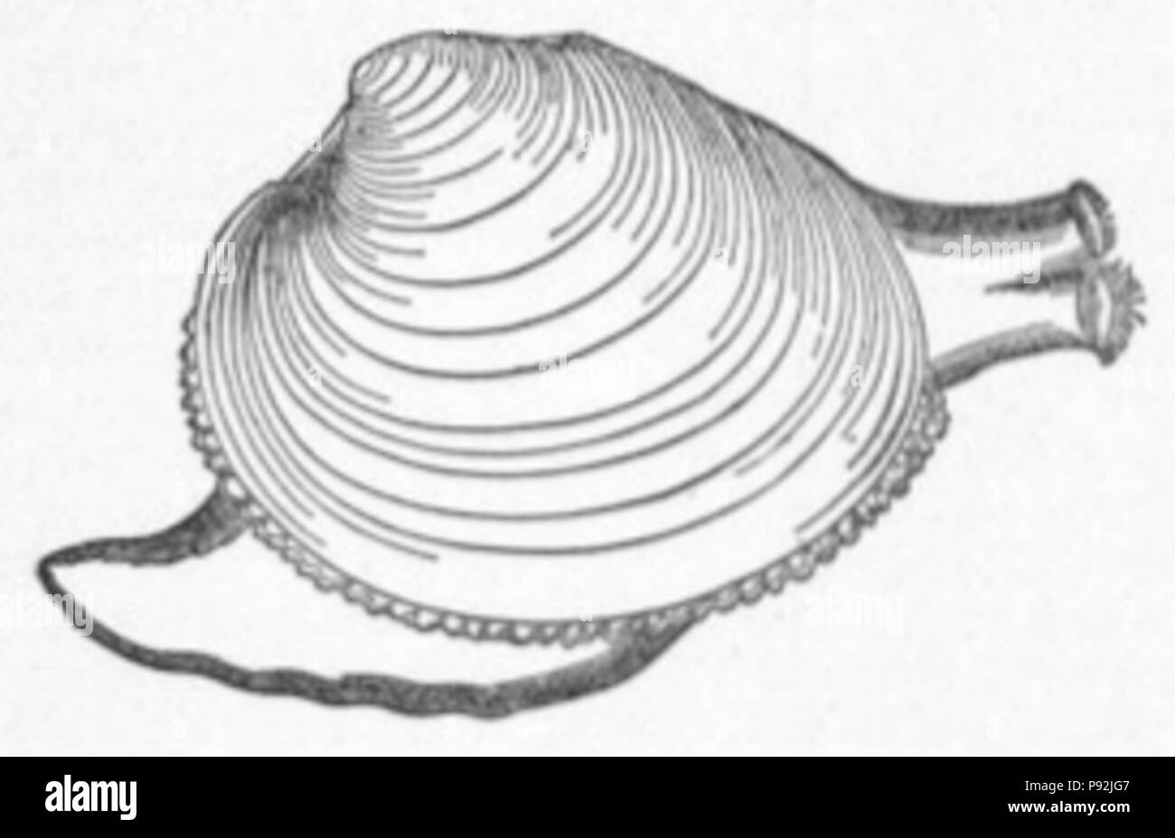 Quahaug Black and White Stock Photos & Images - Alamy