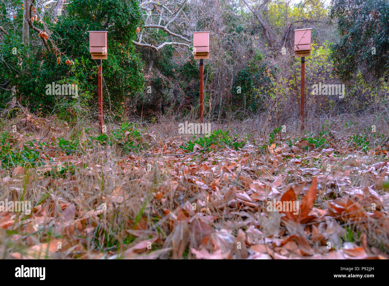 Bat tree nest hi-res stock photography and images - Alamy