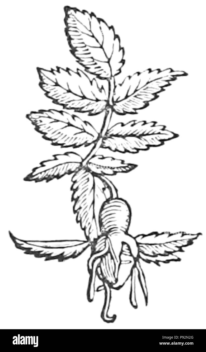 Historical appendix Cut Out Stock Images & Pictures - Alamy