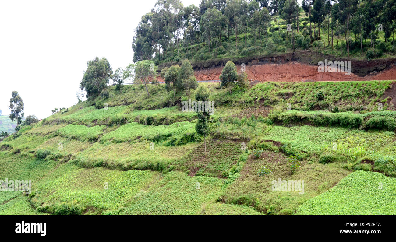 Farmland sections on a hillside of Ugandan countryside, Uganda, East ...