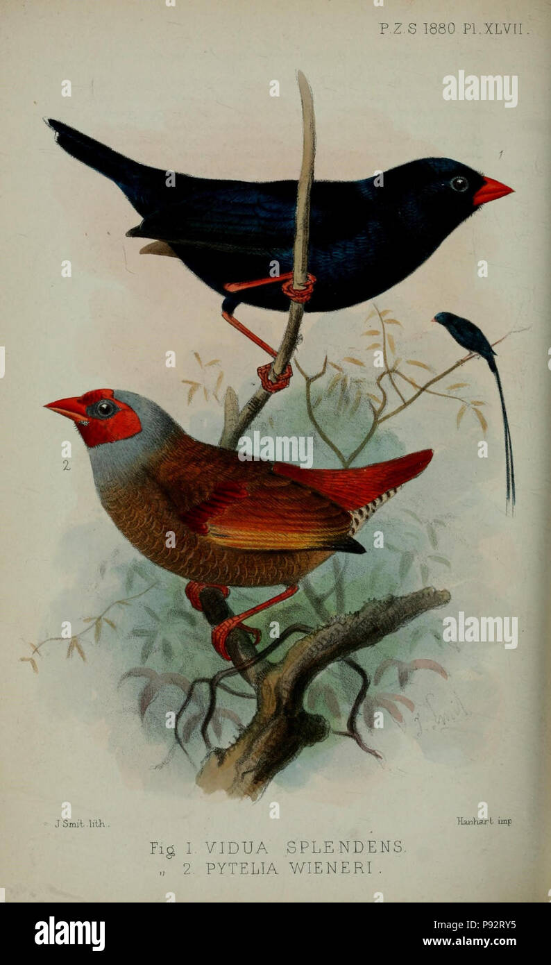 London academic press zoology hi-res stock photography and images - Alamy