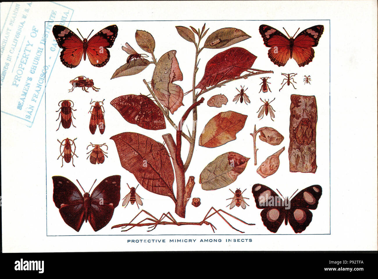 . 472 Protective Mimicry Among Insects Stock Photo - Alamy