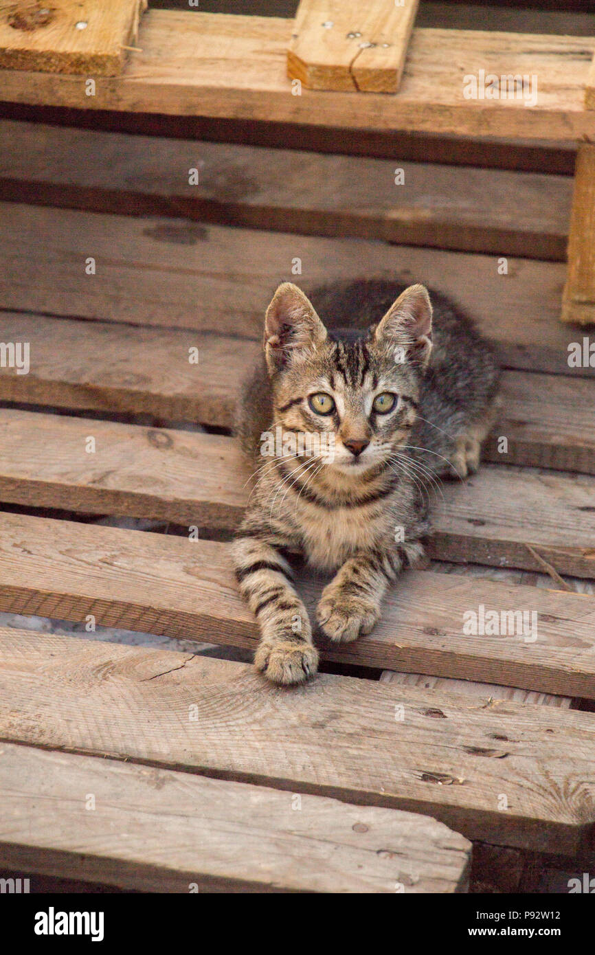 Stray cat seen in the street of the city Stock Photo - Alamy