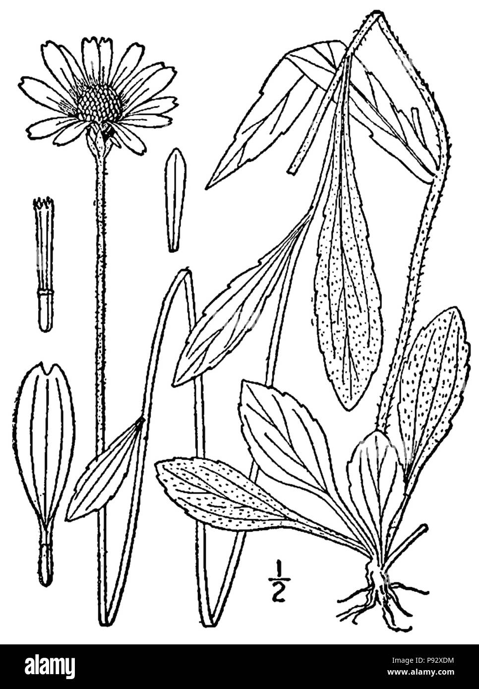 Linedrawing hi-res stock photography and images - Alamy