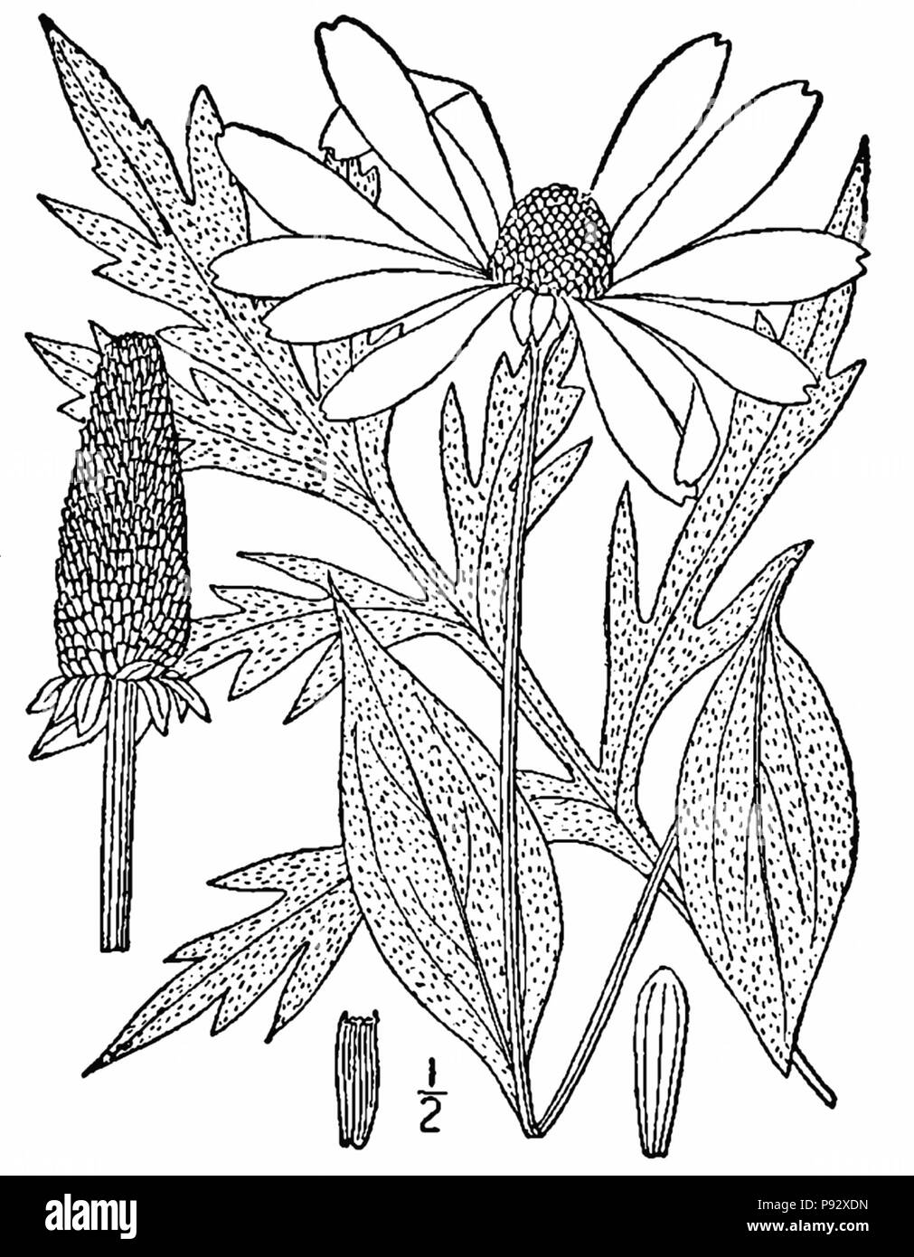 483 Rudbeckia laciniata-linedrawing-BB Stock Photo - Alamy