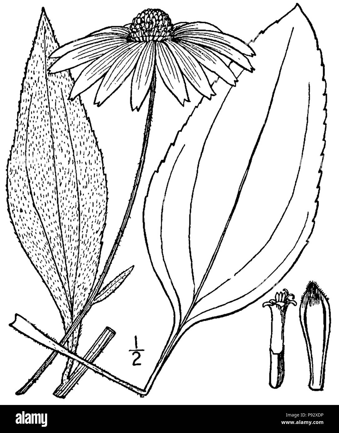 483 Rudbeckia grandiflora-linedrawing Stock Photo - Alamy