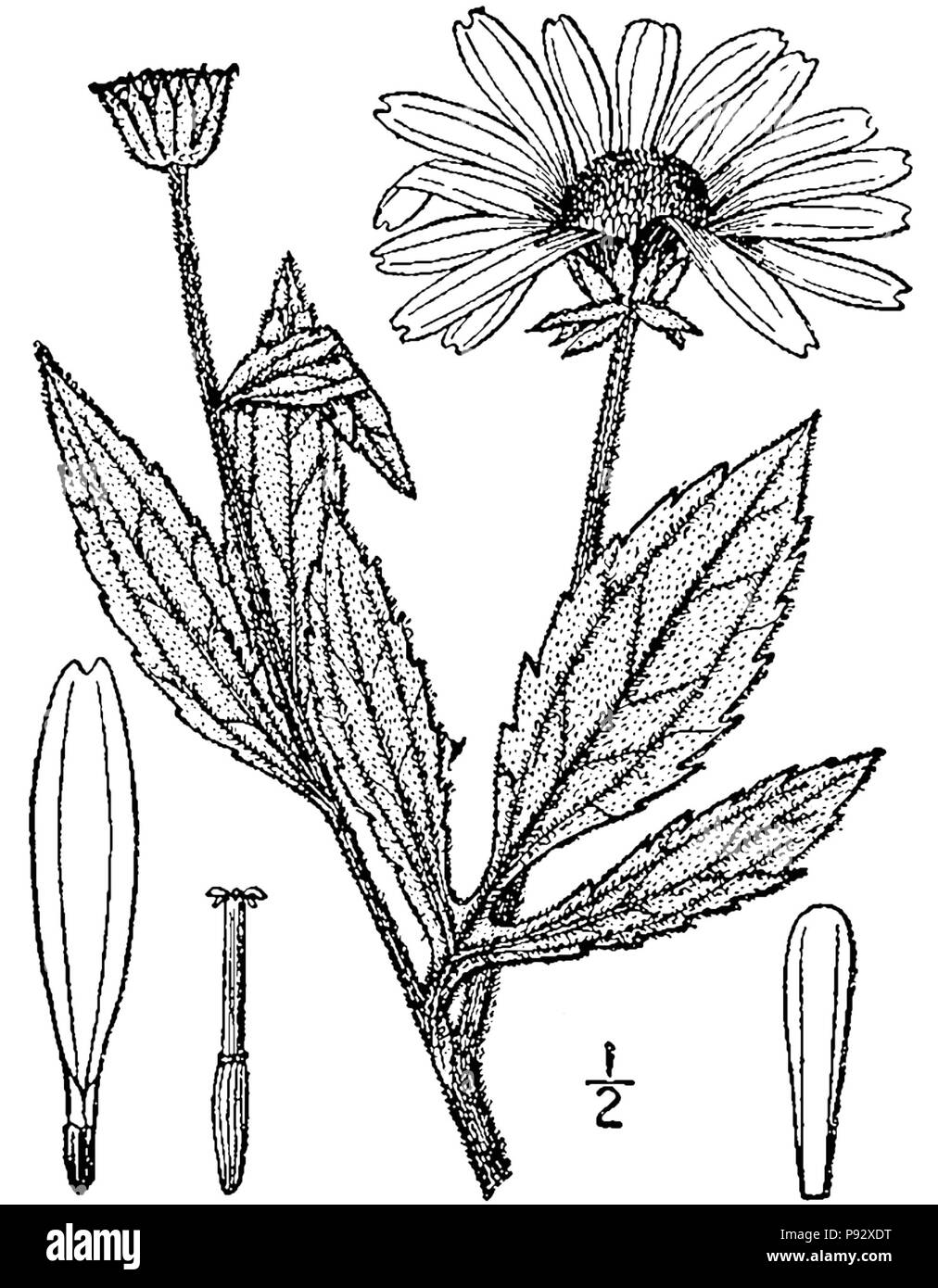483 Rudbeckia subtomentosa-linedrawing Stock Photo - Alamy
