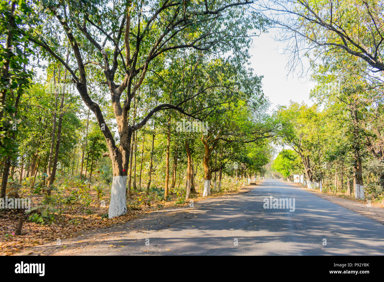 Straight highway road through the woods with big trees on both sides ...