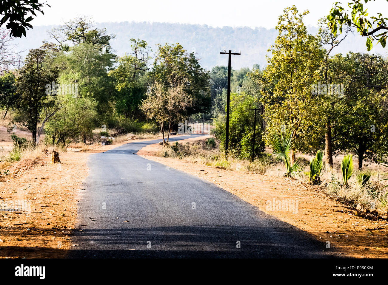 Rural road on the sides of a road surrounded by large oak trees on a ...