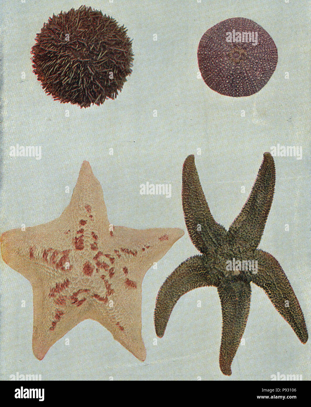 . 518 Sea Urchins And Star Fish Stock Photo - Alamy