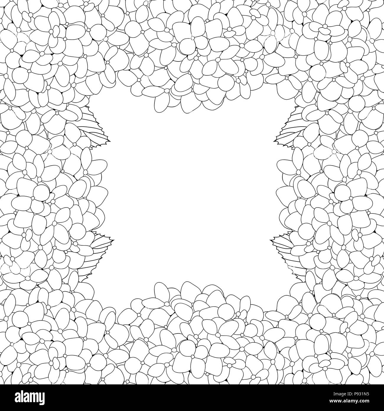 Hydrangea Flower Outline Border isolated on White Background. Vector ...