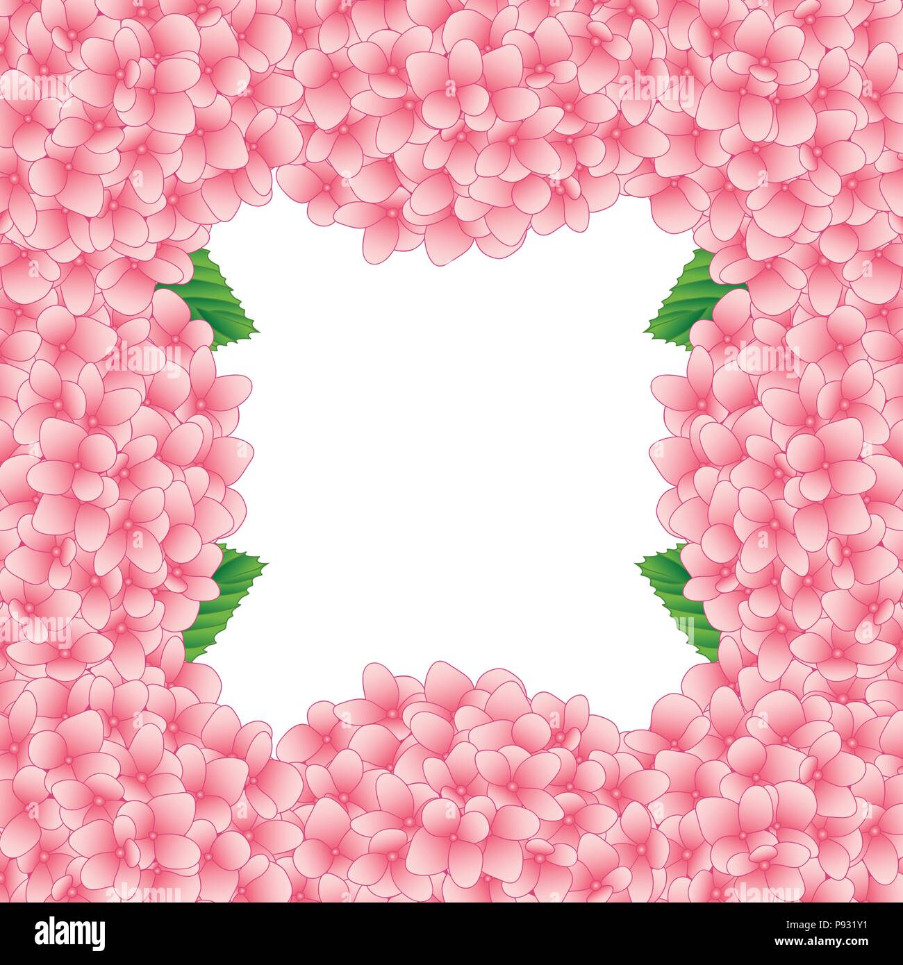 Pink Hydrangea Flower Border isolated on White Background. Vector ...