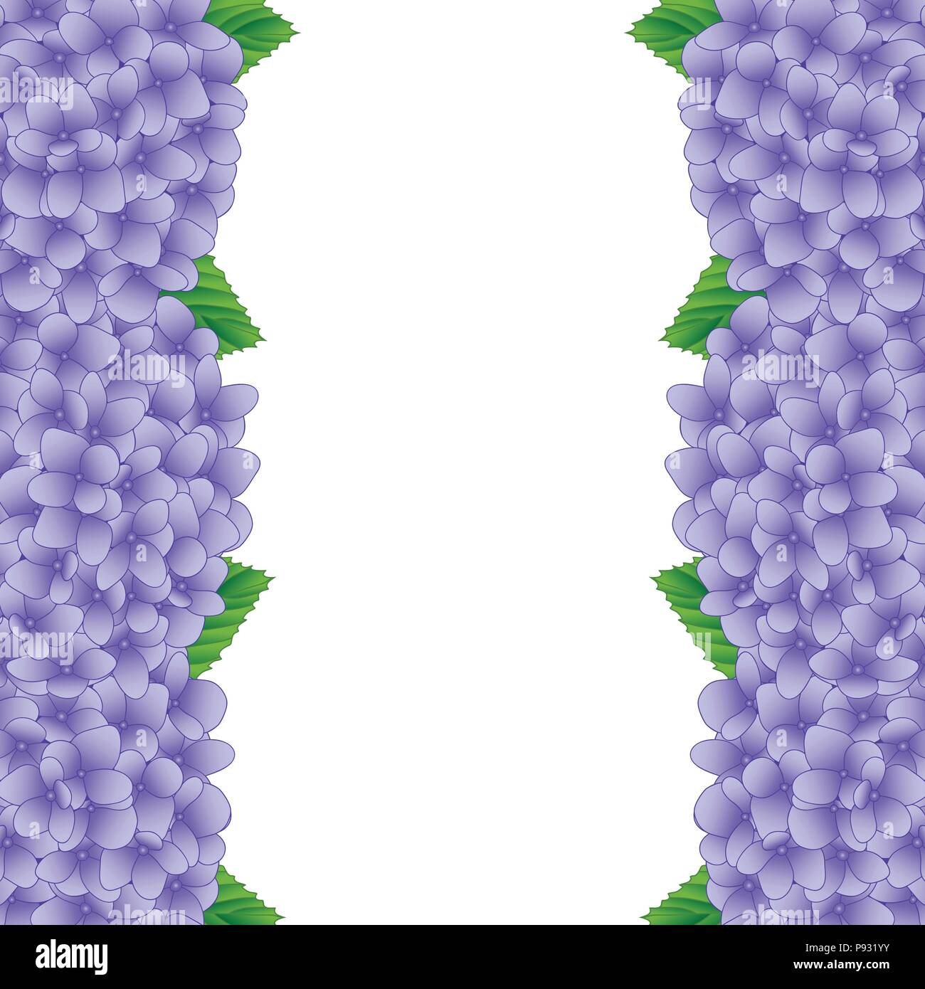 Purple Hydrangea Flower Border isolated on White Background. Vector ...