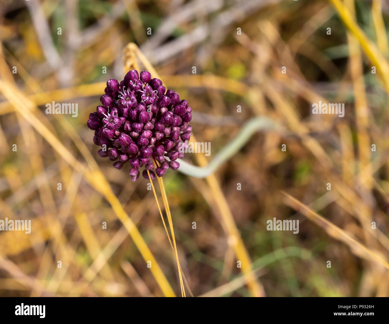 The purple flower of Allium Ampeloprasum in a field near Jerusalem ...