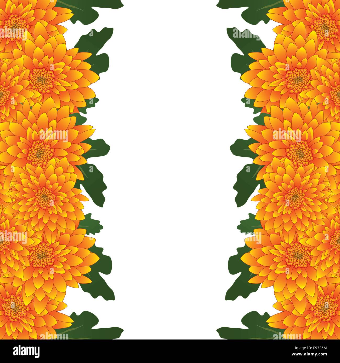 Yellow Mum, Chrysanthemum Flower Border isolated on White Background ...