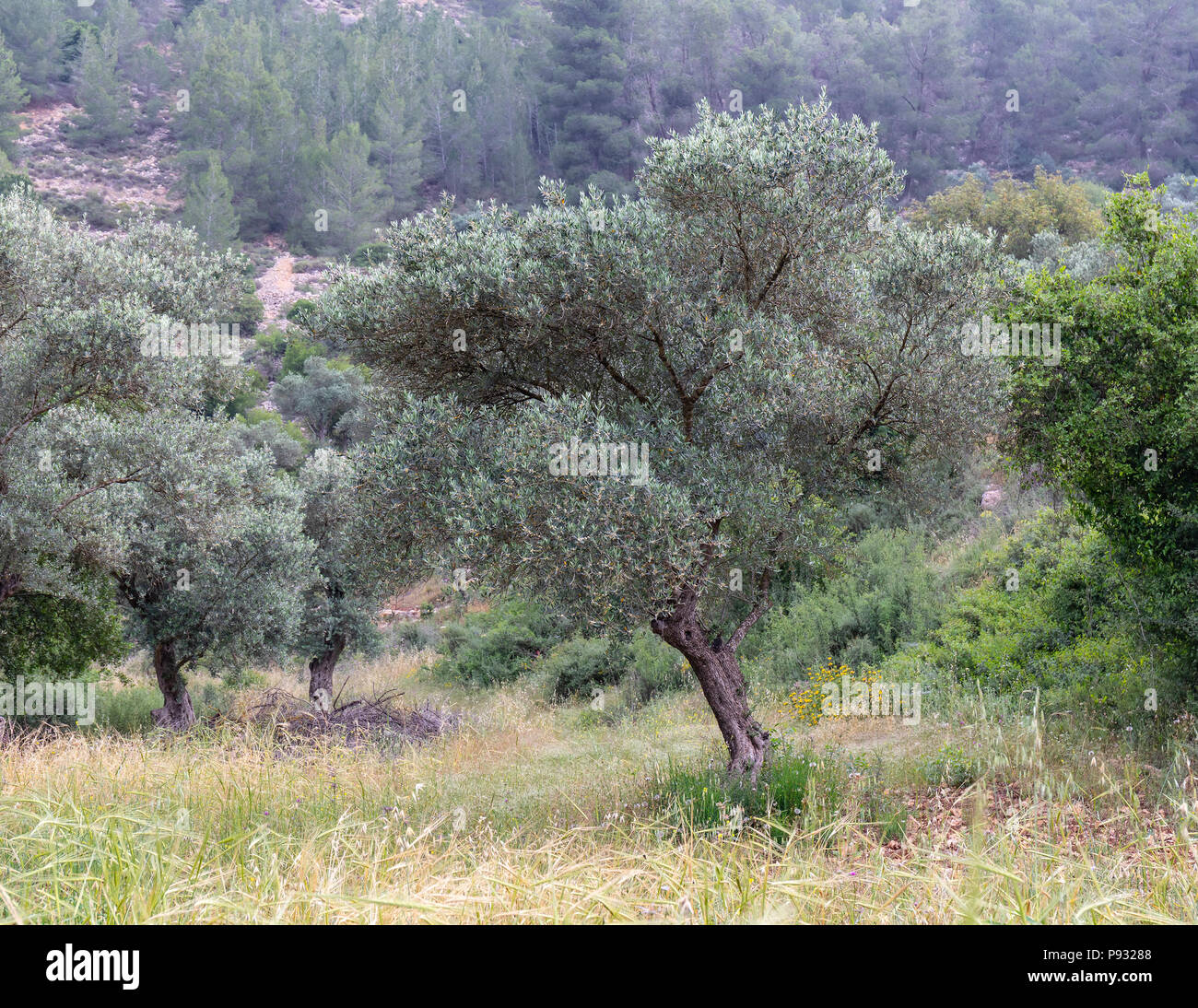Olive cultivation hi-res stock photography and images - Alamy