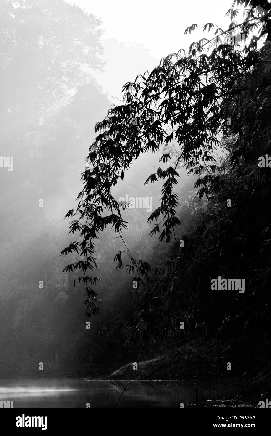 Plant overhang Black and White Stock Photos & Images - Alamy