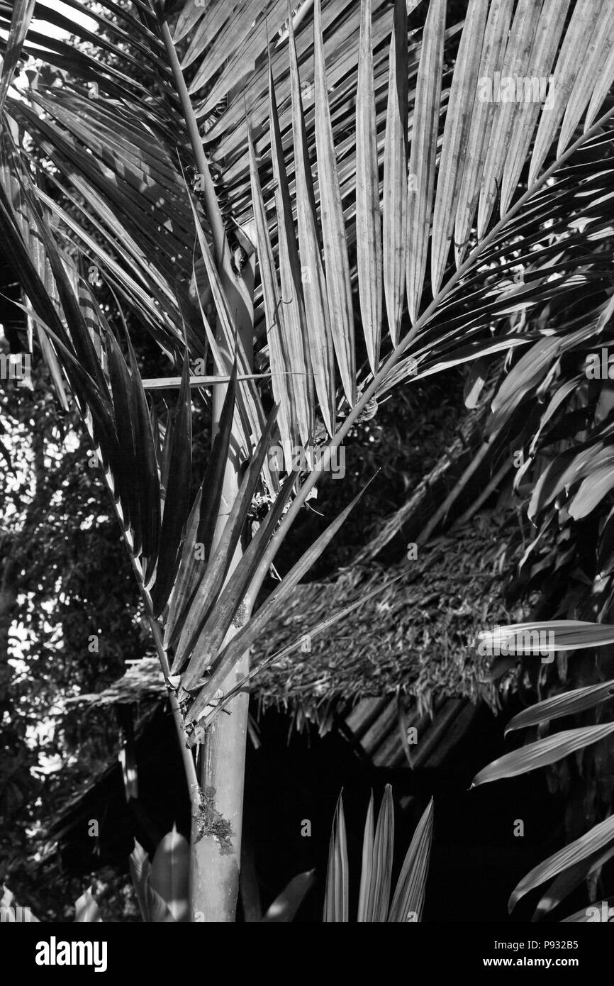 In tropical park palm trees Black and White Stock Photos & Images - Alamy