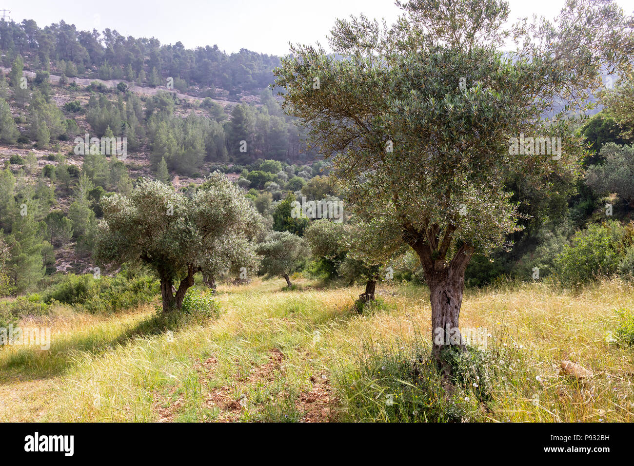 Olive trees in a grove near Jerusalem , Israel Stock Photo - Alamy