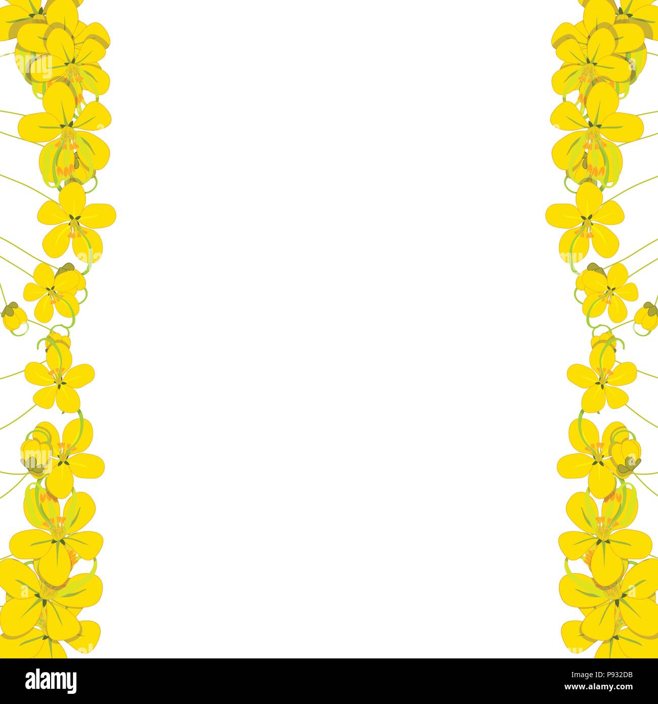 Yellow Cassia Fistula - Golden Shower Flower Border on White Background ...