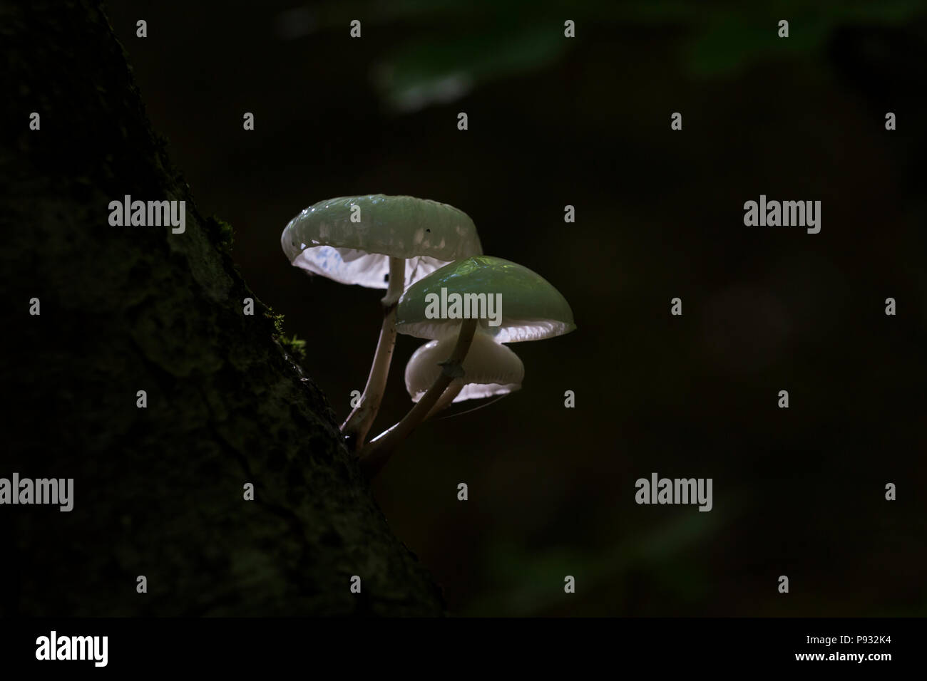 Psilocybin mushroom art hi-res stock photography and images - Alamy