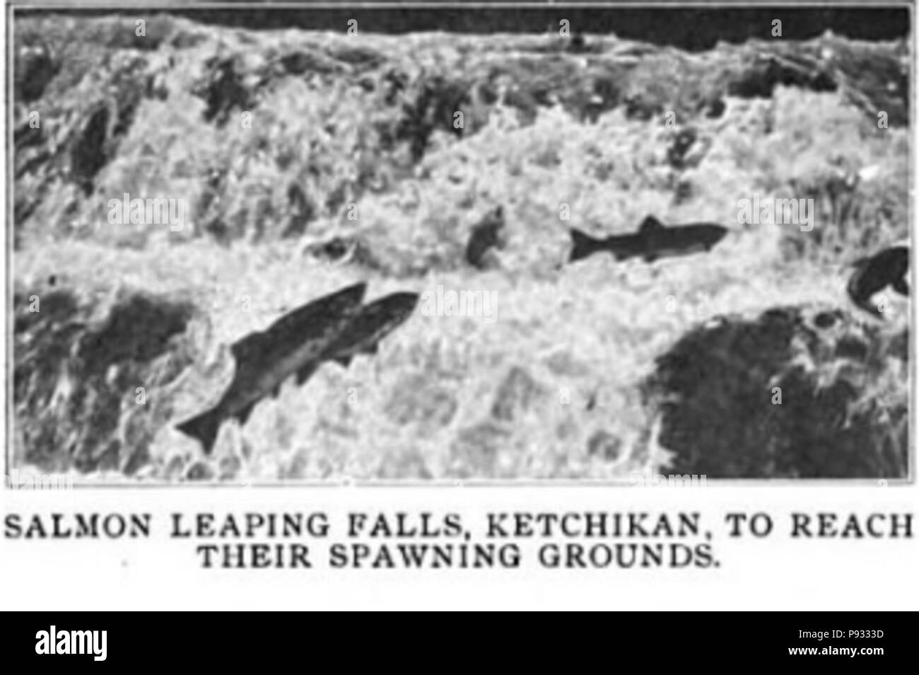 Fish salmon migration Black and White Stock Photos & Images - Alamy