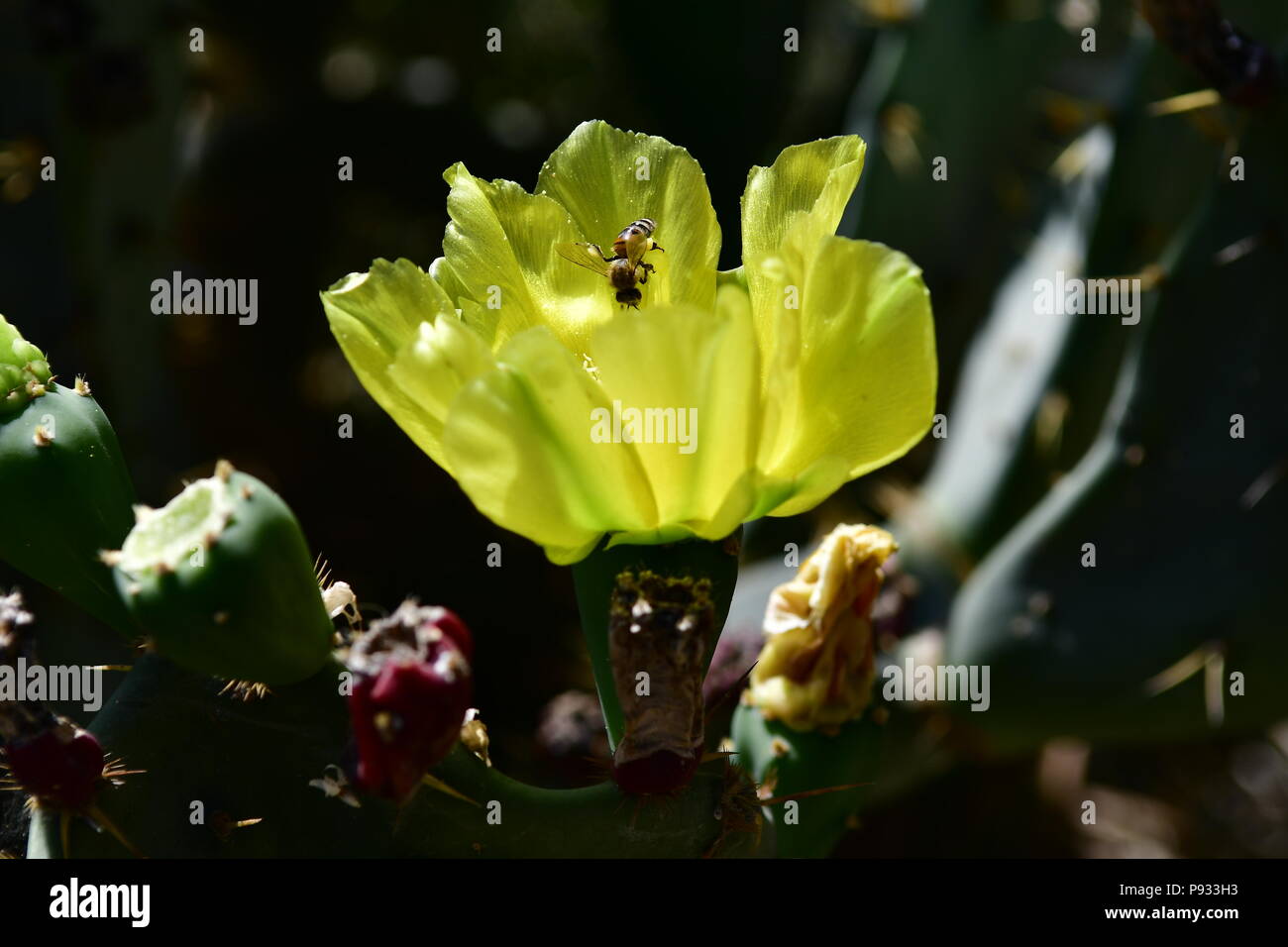 Cactus in Cyprus Stock Photo - Alamy
