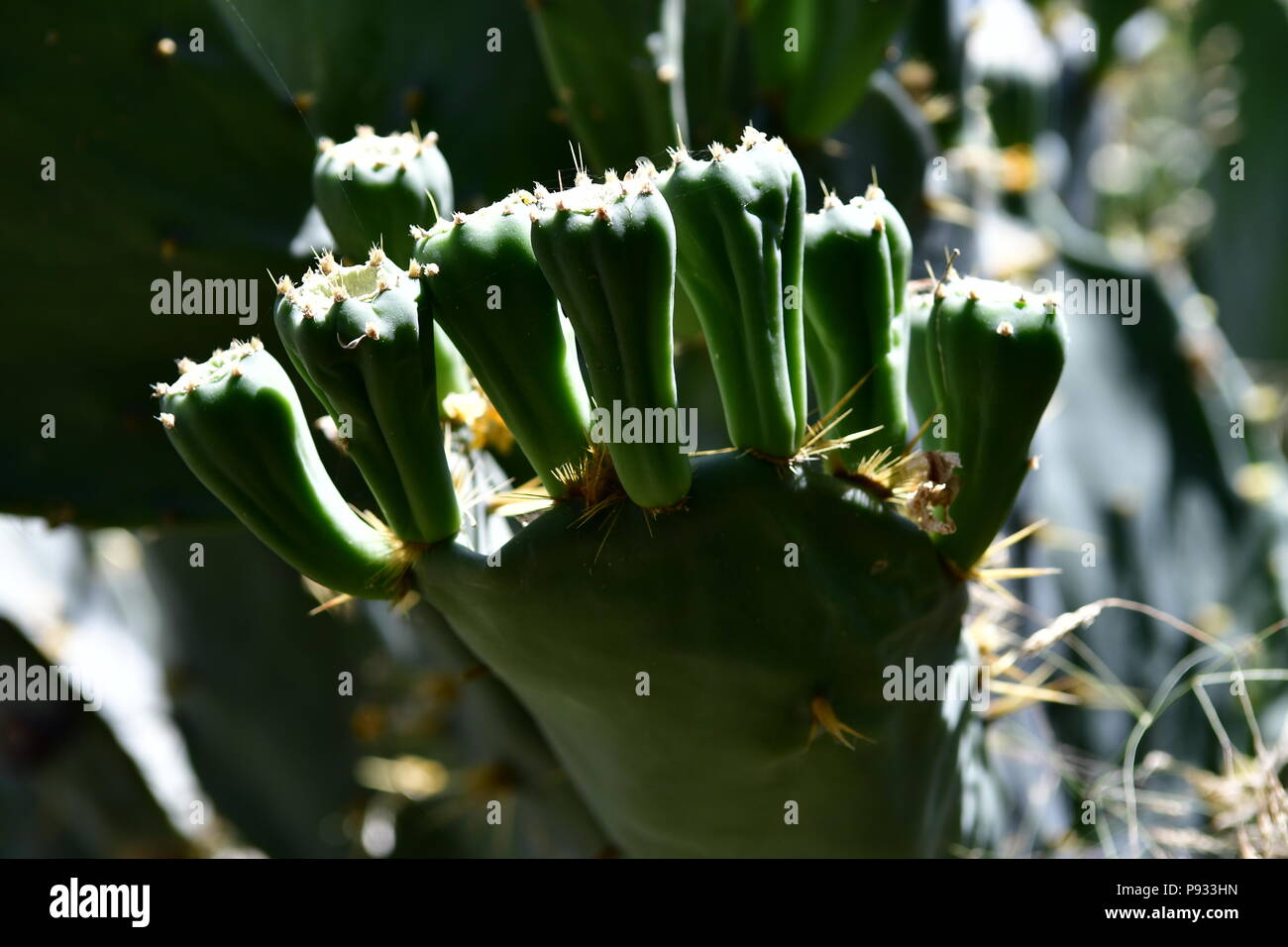 Cactus in Cyprus Stock Photo - Alamy
