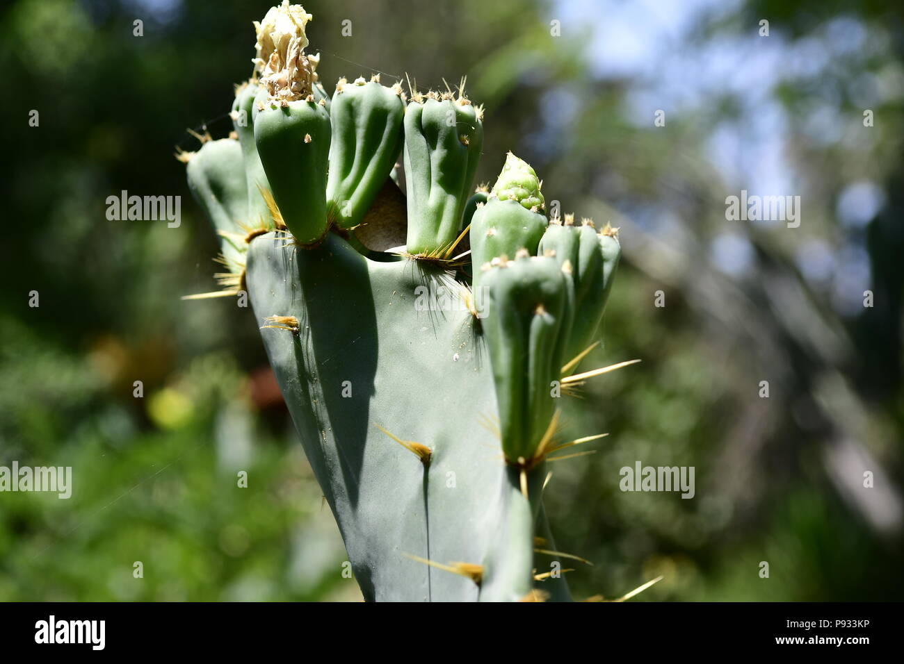 Beauty cactus hi-res stock photography and images - Alamy