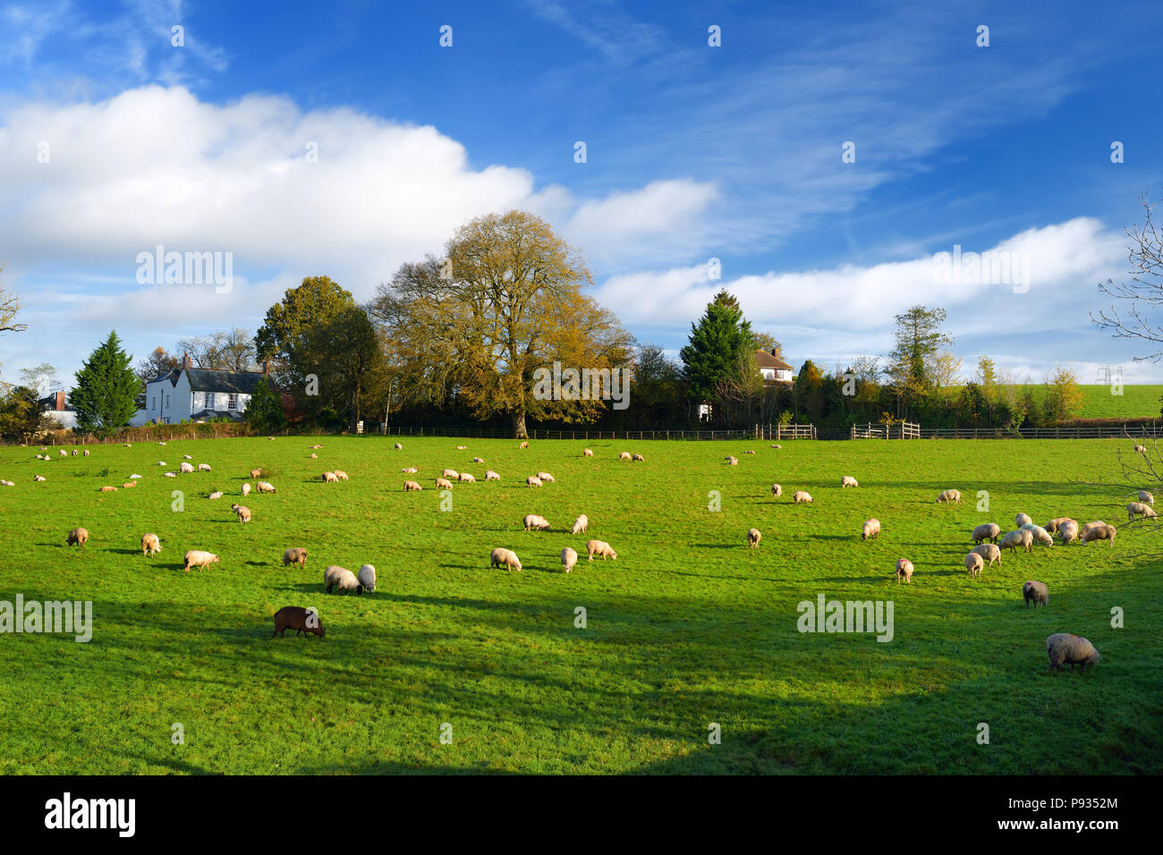 Sheep grazing on scenic Cornish fields under cloudy sky, Cornwall ...