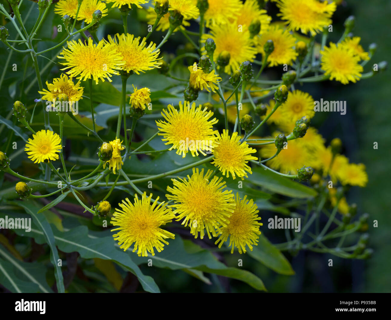 Dandelion Tree Sonchus canariensis endemic tree Canary Islands Stock ...