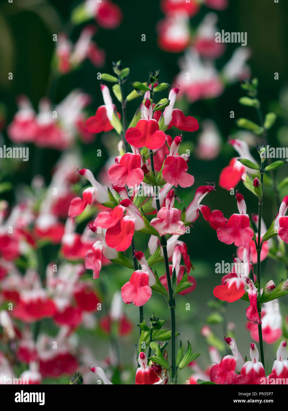 Hot lips plant hi-res stock photography and images - Alamy