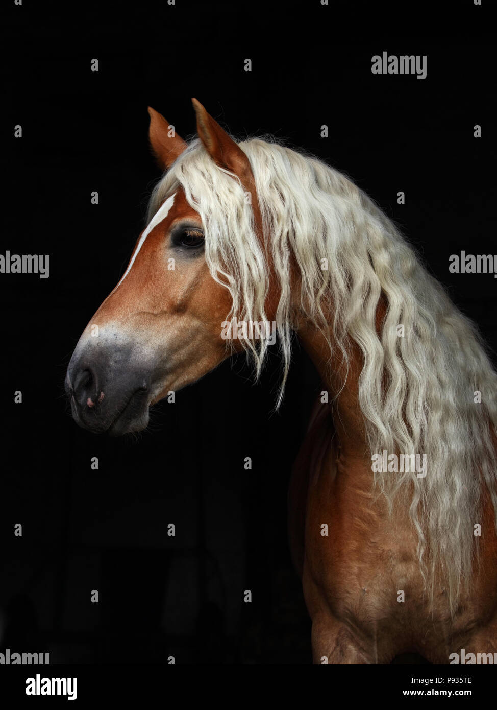 Haflinger stallion hi-res stock photography and images - Alamy