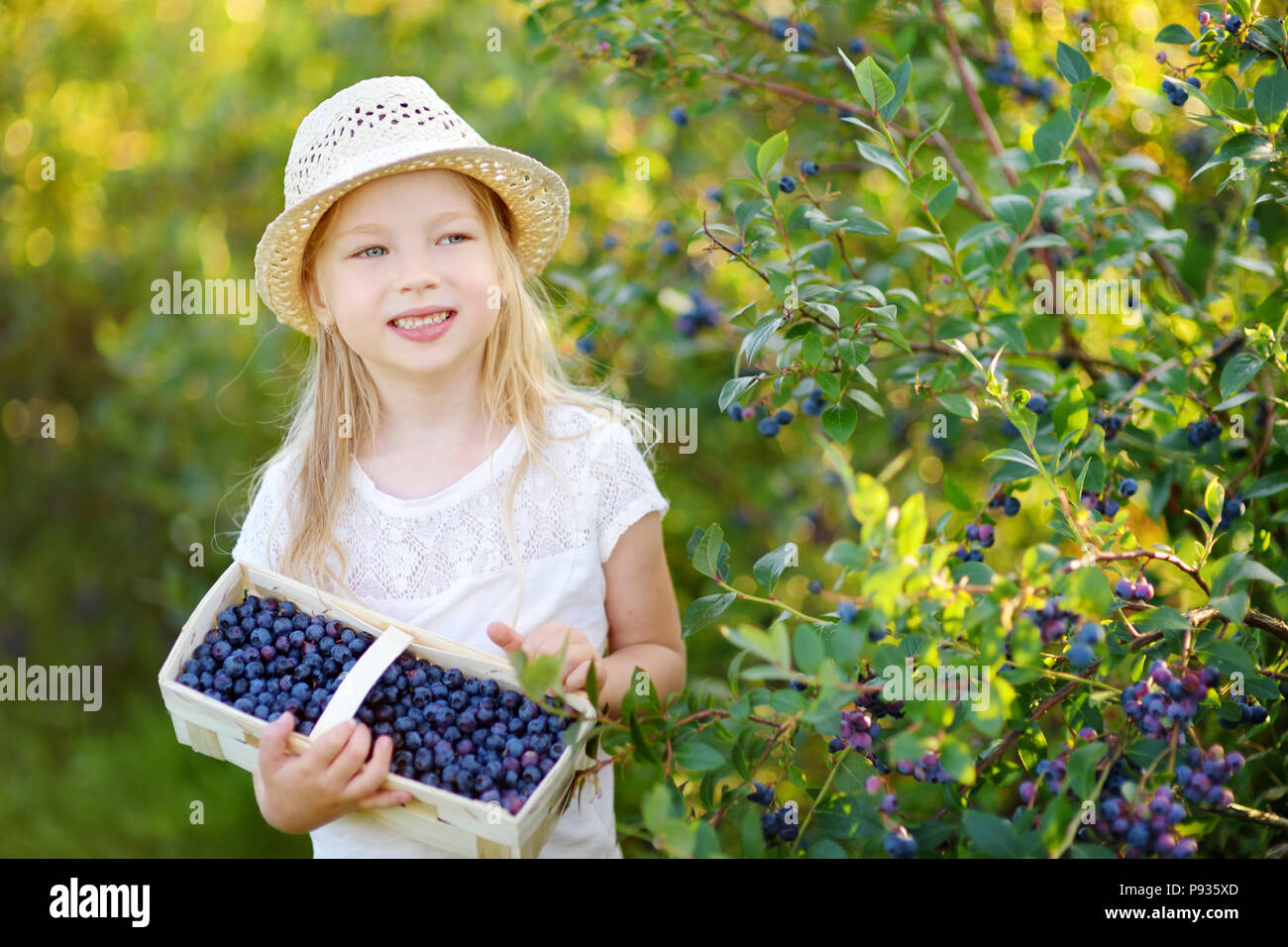 Cute little girl picking fresh berries on organic blueberry farm on ...