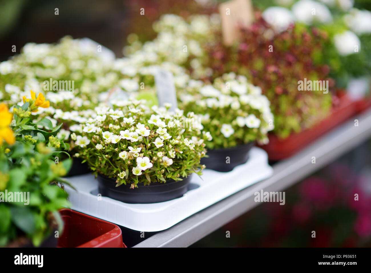 Beautiful colorful flowers sold in outdoor flower shop in small town in ...
