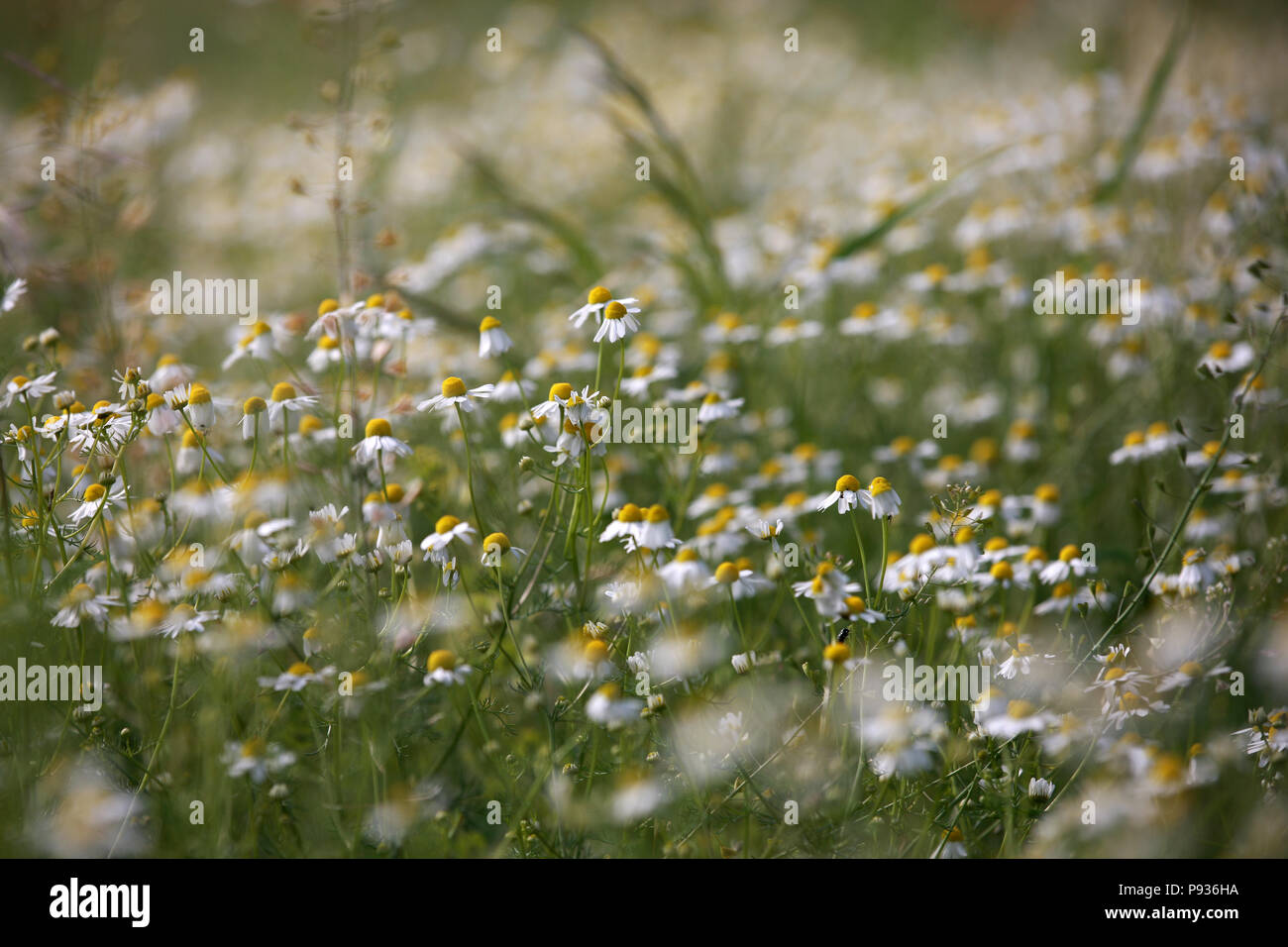 Chamomile plants hi-res stock photography and images - Alamy