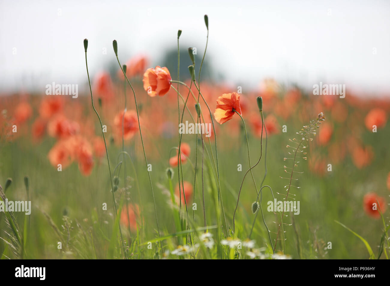 Field dots hi-res stock photography and images - Alamy