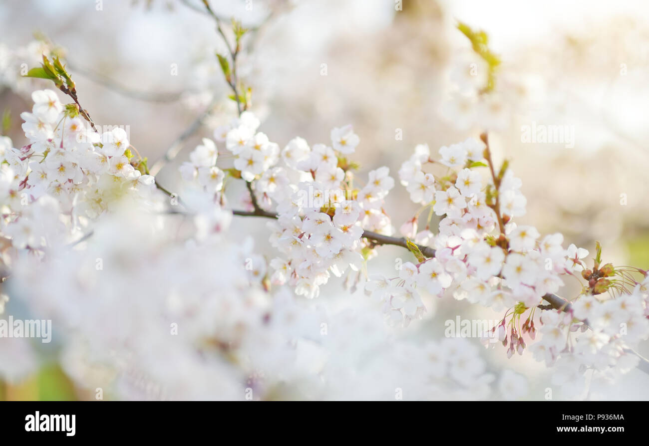 Beautiful cherry tree blossoming on spring. Beauty in nature Stock ...