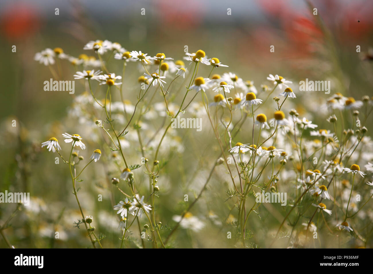 Chamomile fields hi-res stock photography and images - Alamy