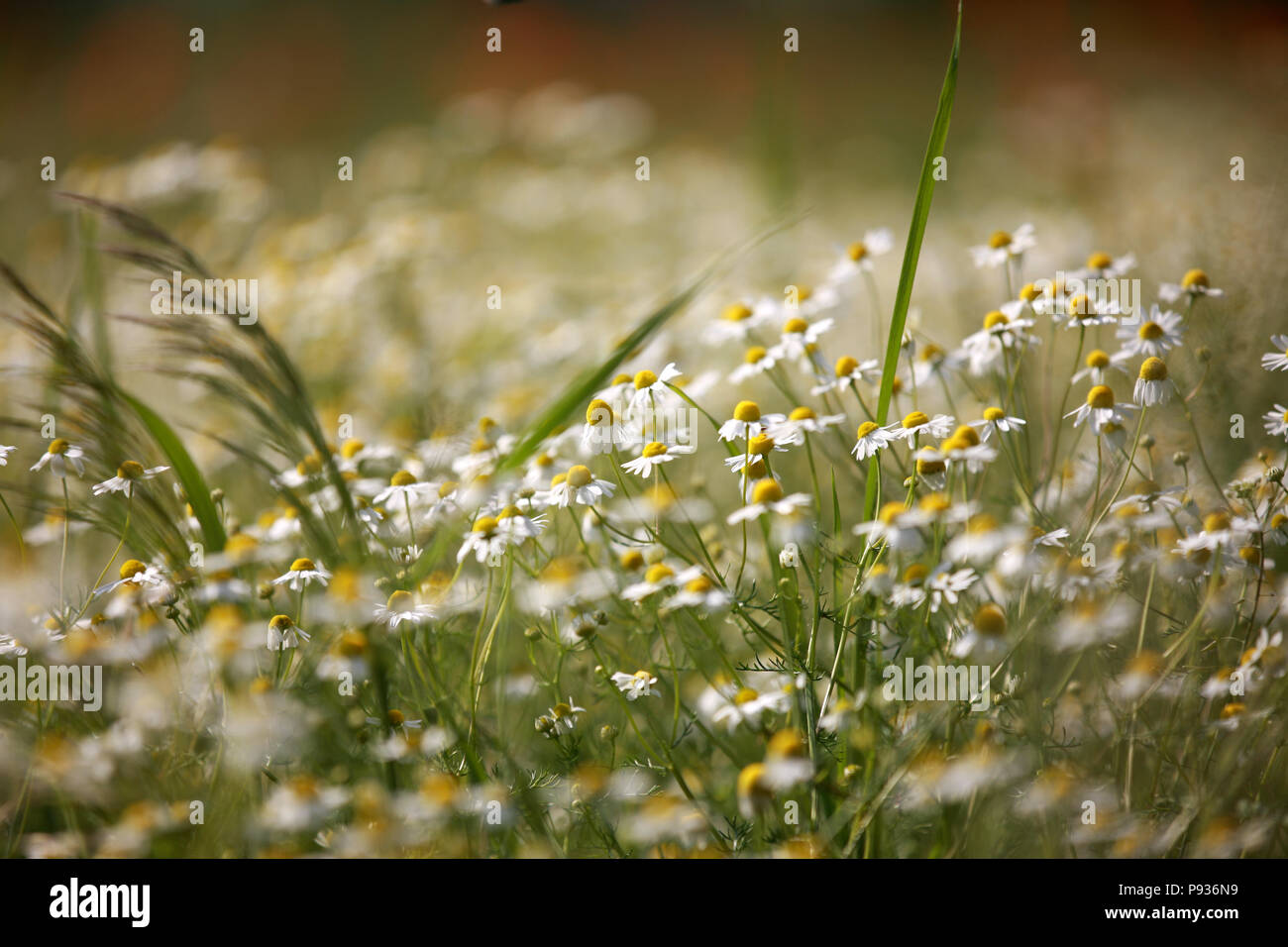 Medicinal plant chamomile field hi-res stock photography and images - Alamy