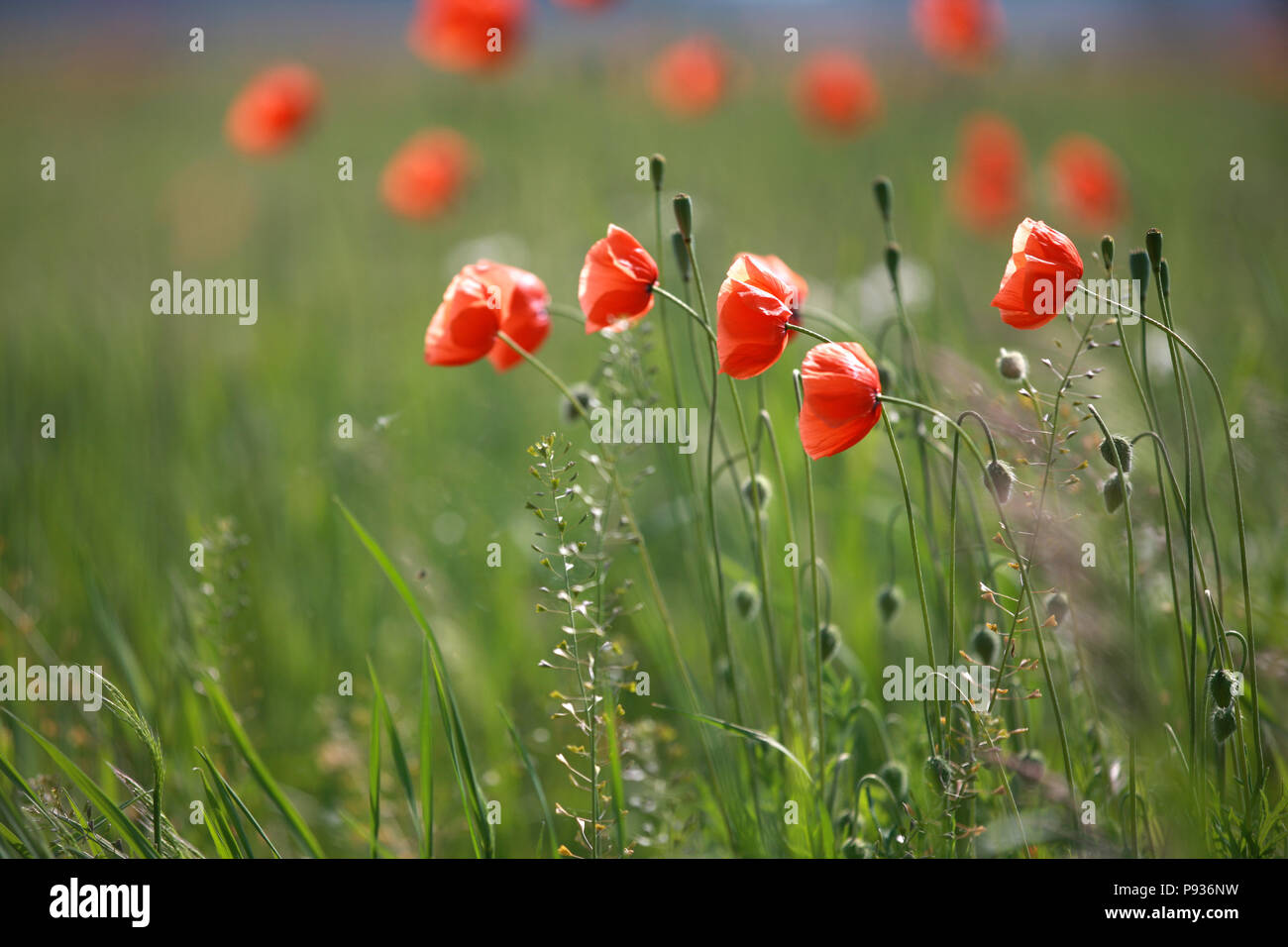 Field poppy agriculture plants hi-res stock photography and images - Alamy