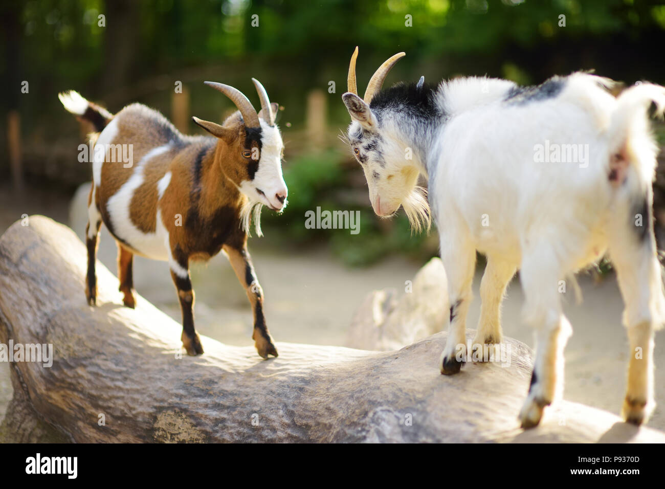 Head butting sheep hi-res stock photography and images - Alamy