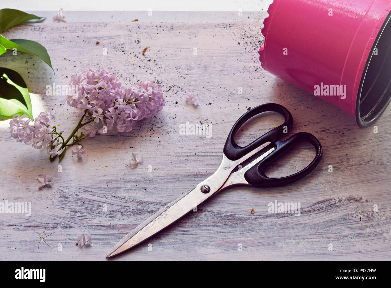 Bouquet Lilac blossom with old iron garden scissors on white wooden ...