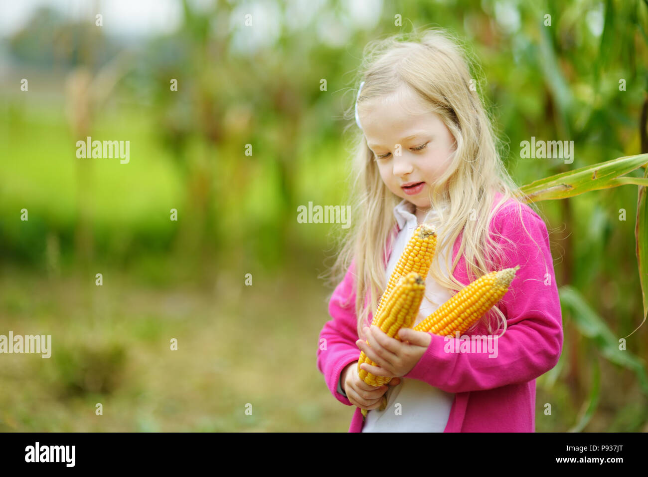 Adorable girl playing in a corn field on beautiful autumn day. Pretty ...