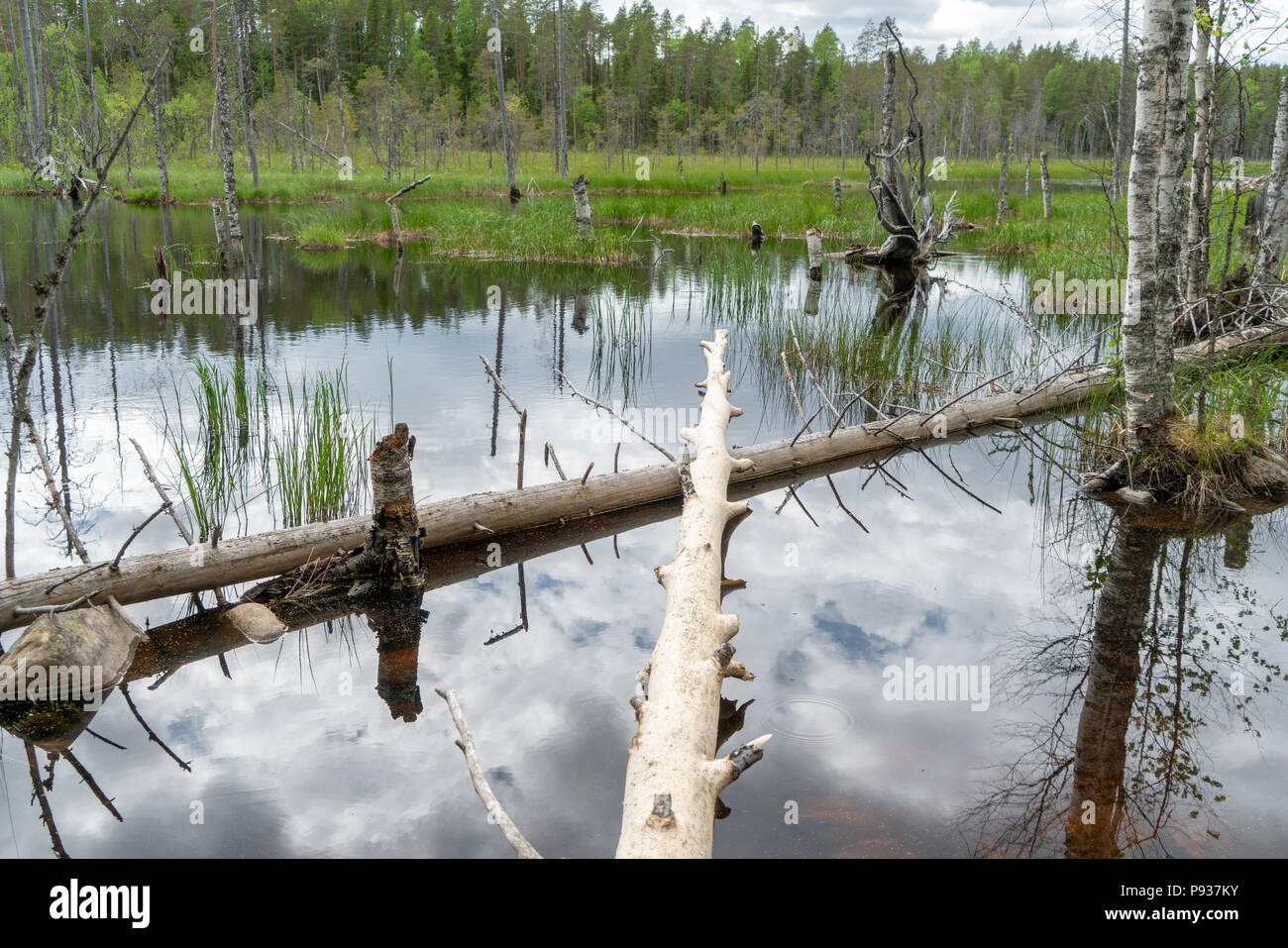 Old fallen trees on pond and bog in Hiidenportti National Park in ...