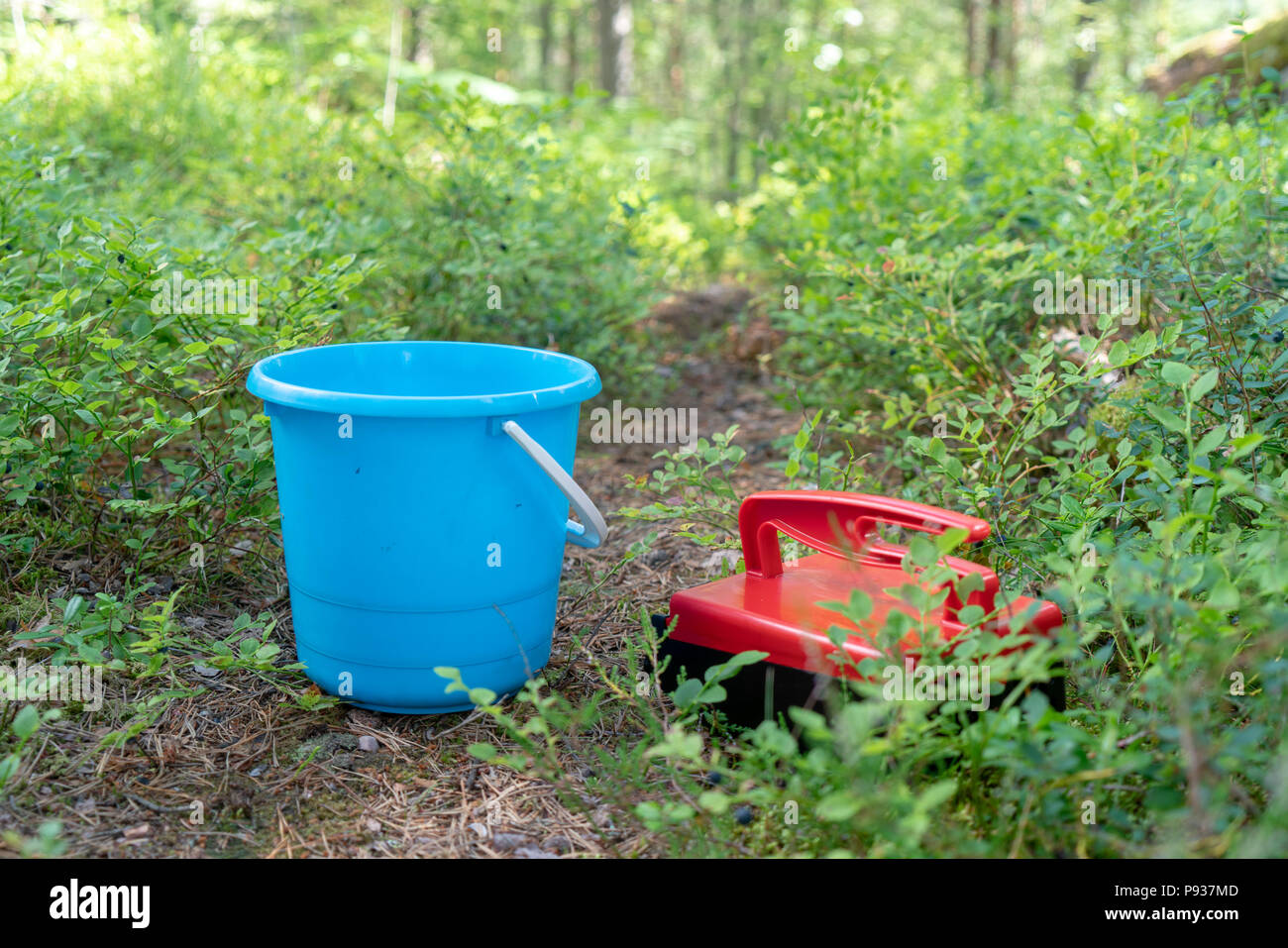Red berry picker and blue bucket for collecting blueberries in woods ...